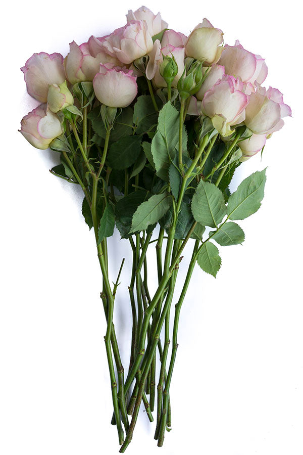 Cream & Light Pink Spray Roses – Flower Explosion