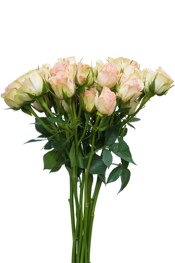 Peach Spray Roses – Flower Explosion