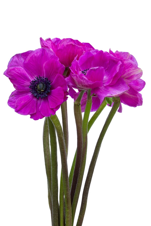 Hot Pink Anemone | Flower Explosion