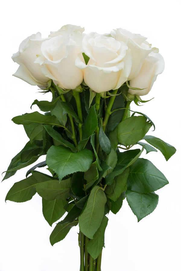 Eskimo White Rose | Wedding Roses | Bulk White Roses – Flower Explosion
