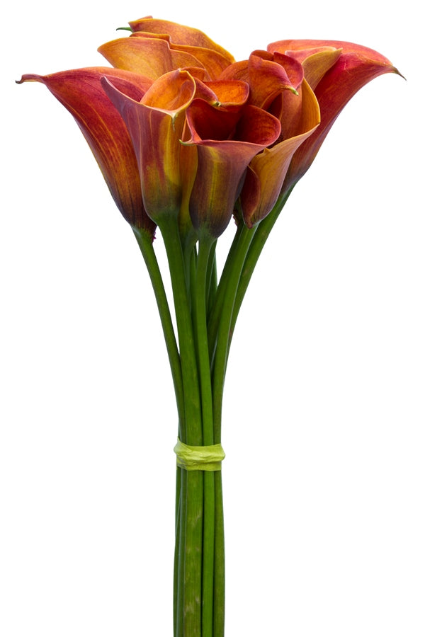 Mango Mini Calla Lilies – Flower Explosion