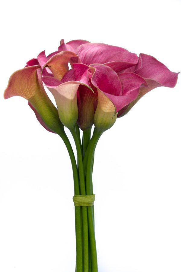 Pink Mini Calla Lilies – Flower Explosion