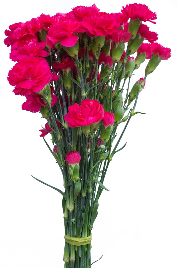 Hot Pink Mini Carnations – Flower Explosion