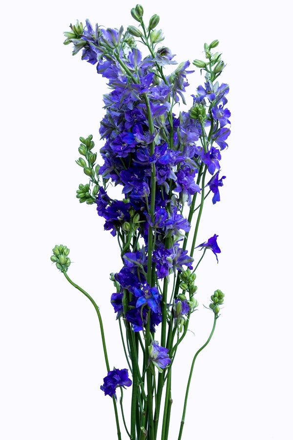 Blue Delphinium – Flower Explosion