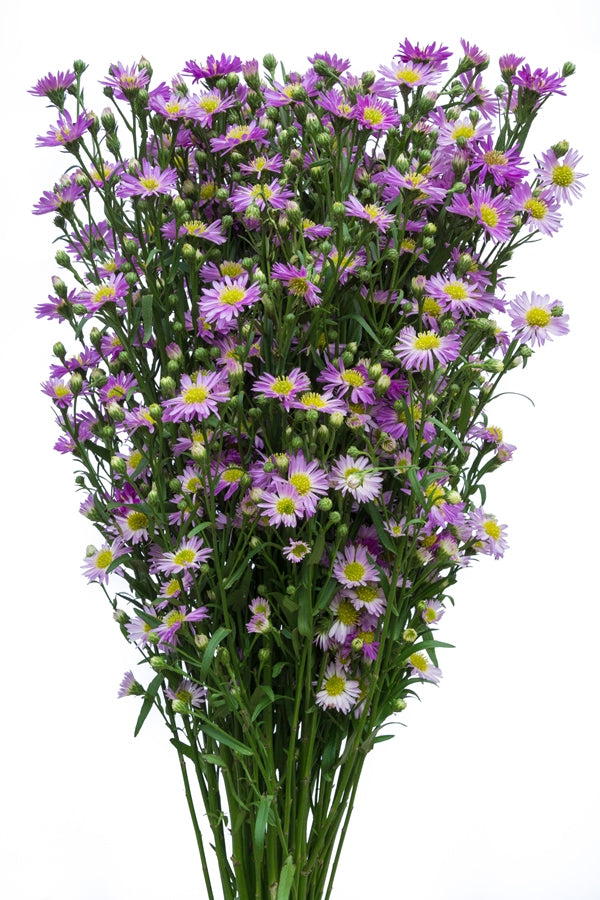 Lavender Aster Flowers | Spray Asters Lavender – Flower Explosion