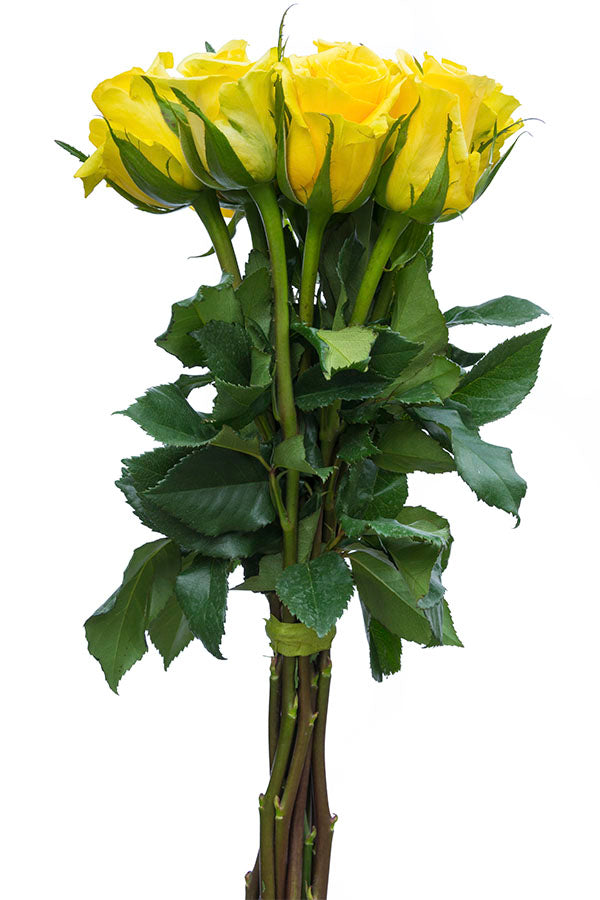 Brazil Rose | Yellow Rose | Wholesale Yellow Roses – Flower Explosion
