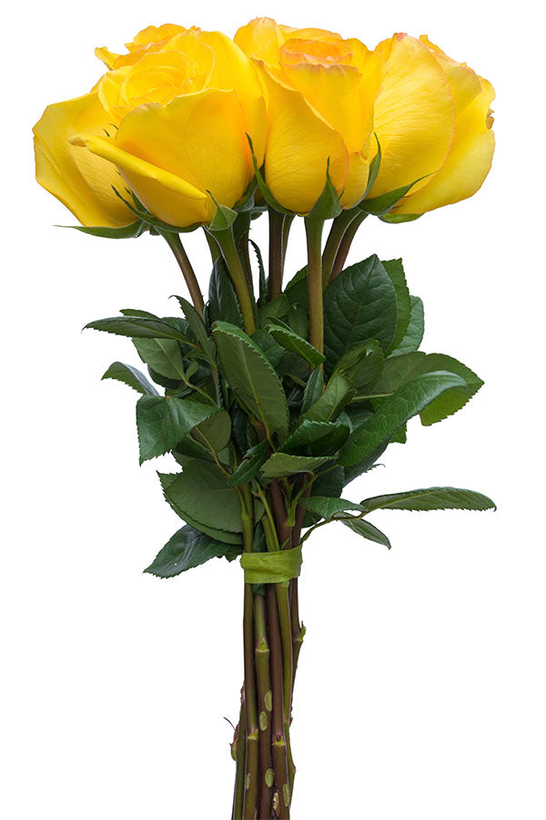 Kerio Rose | Yellow Rose | Wholesale Yellow Roses – Flower Explosion