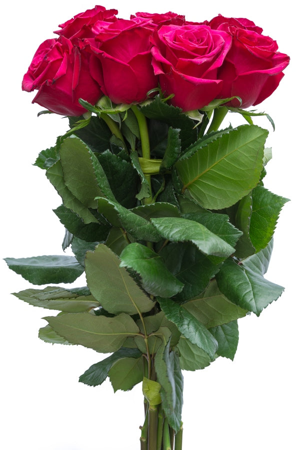 Buy Pink Floyd Pink Flower Roses for Valentine Wholesale Online ...