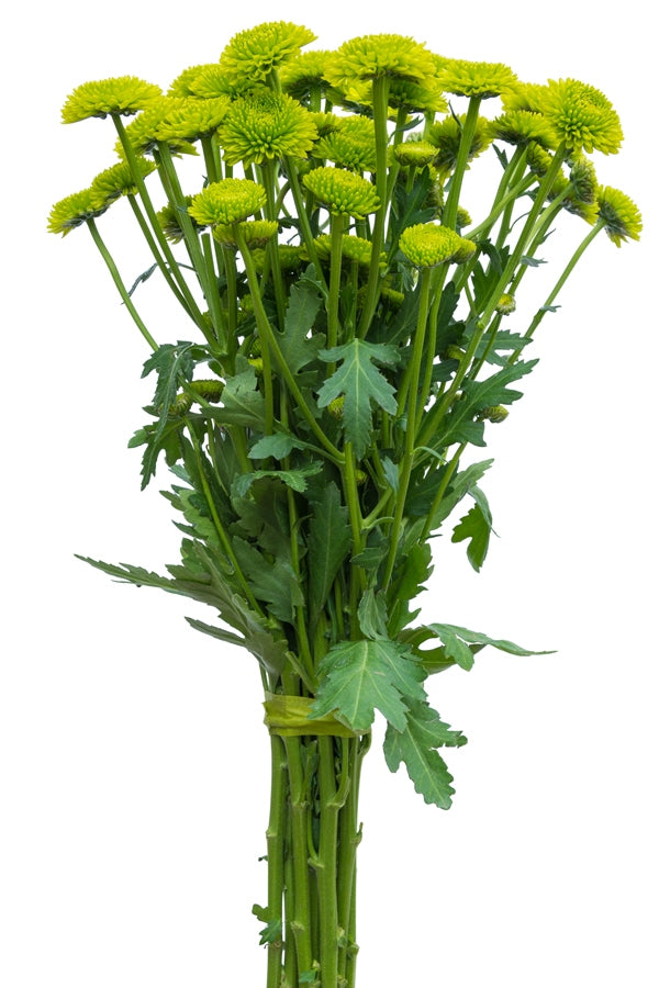 Bulk Green Button Poms Daisy Flowers for Sale Online @ Flower Explosion