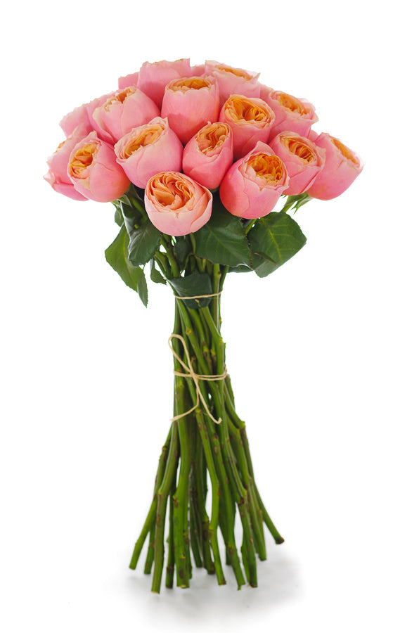 Vuvuzela Salmon Garden Rose - Flower Explosion