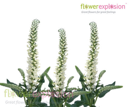 White Veronica Filler – Flower Explosion