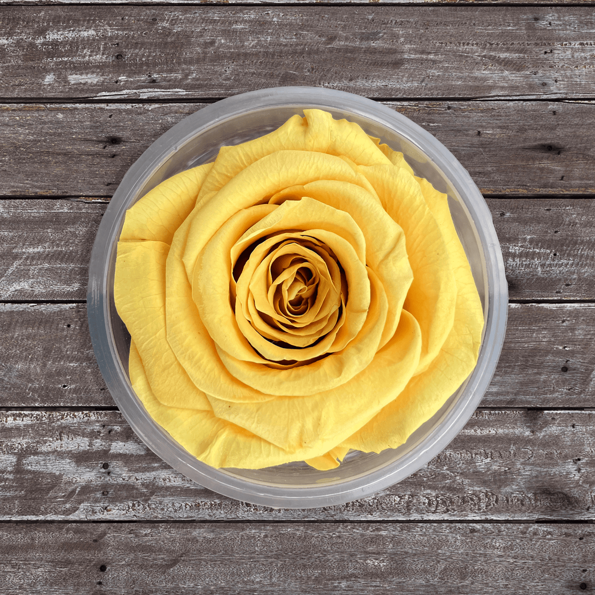 Yellow Preserved Roses – Flower Explosion
