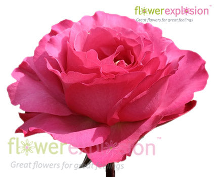 Yves Piaget Garden Rose – Flower Explosion